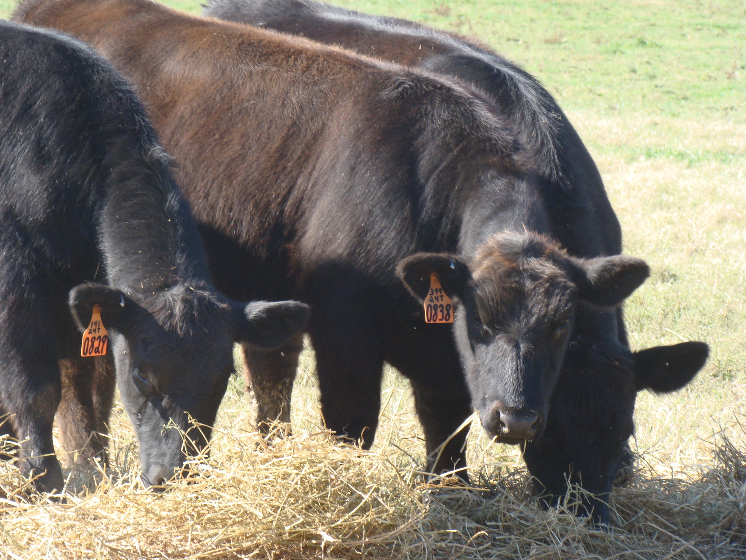 Farm Request Visit | Rutherford County