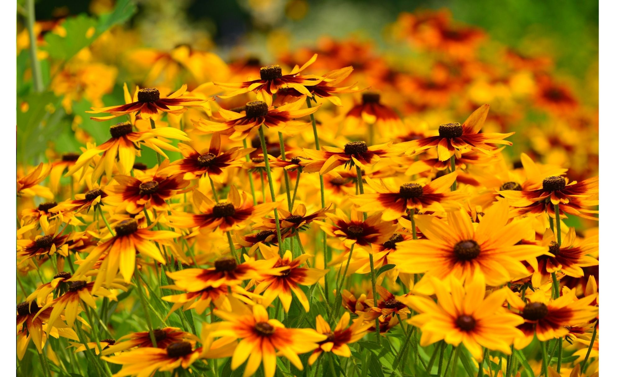 Master Gardener Program | Rutherford County