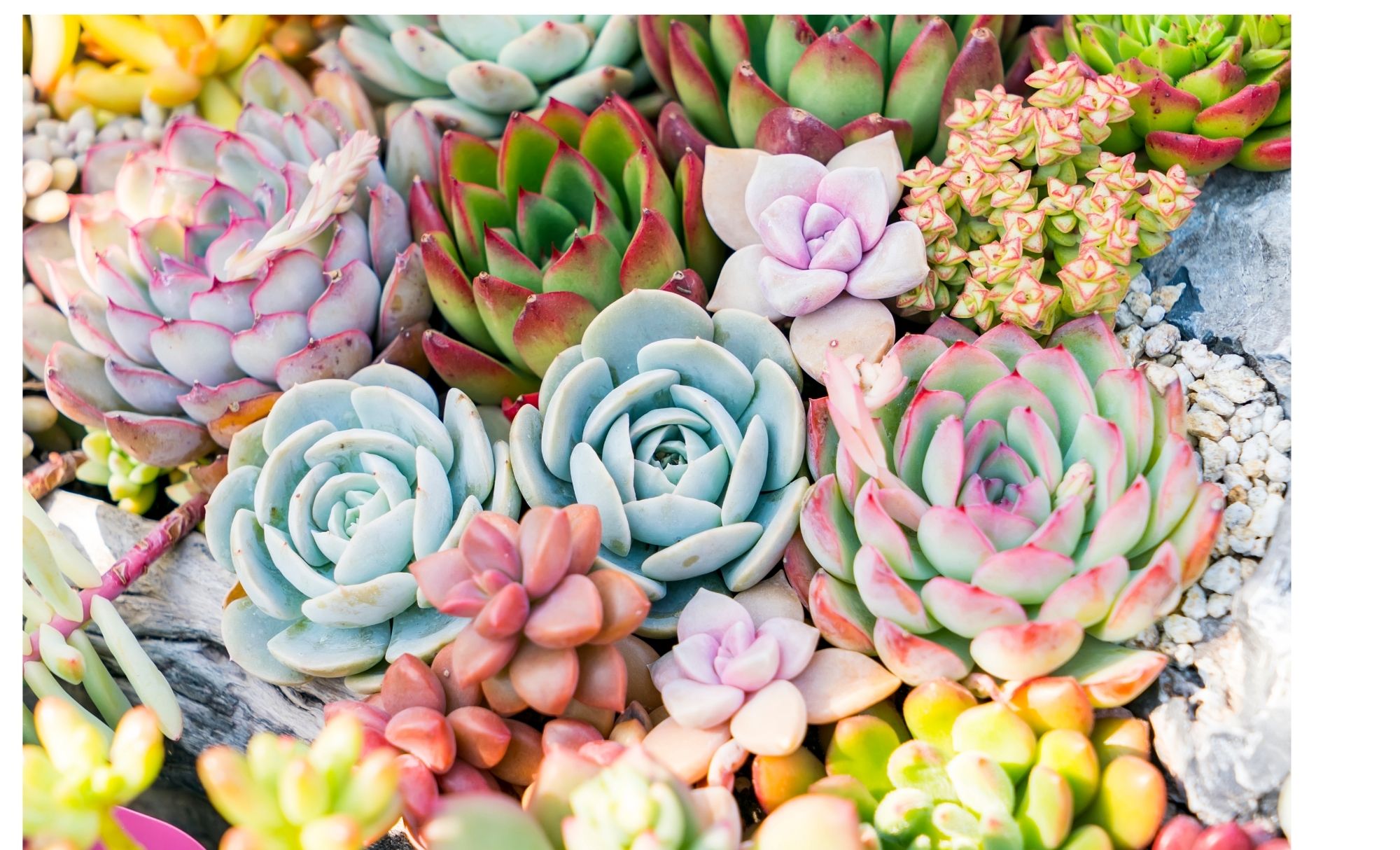 Where to find a Master Gardener | Rutherford County