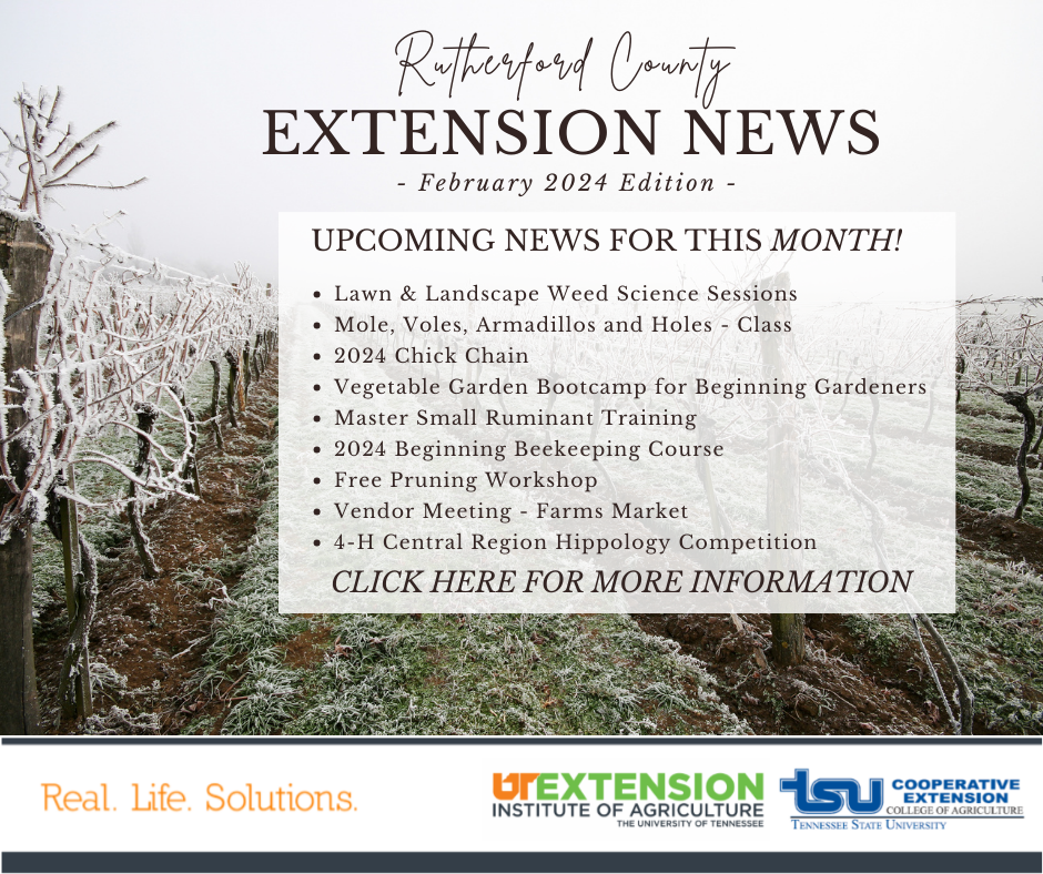 Newsletters | Rutherford County