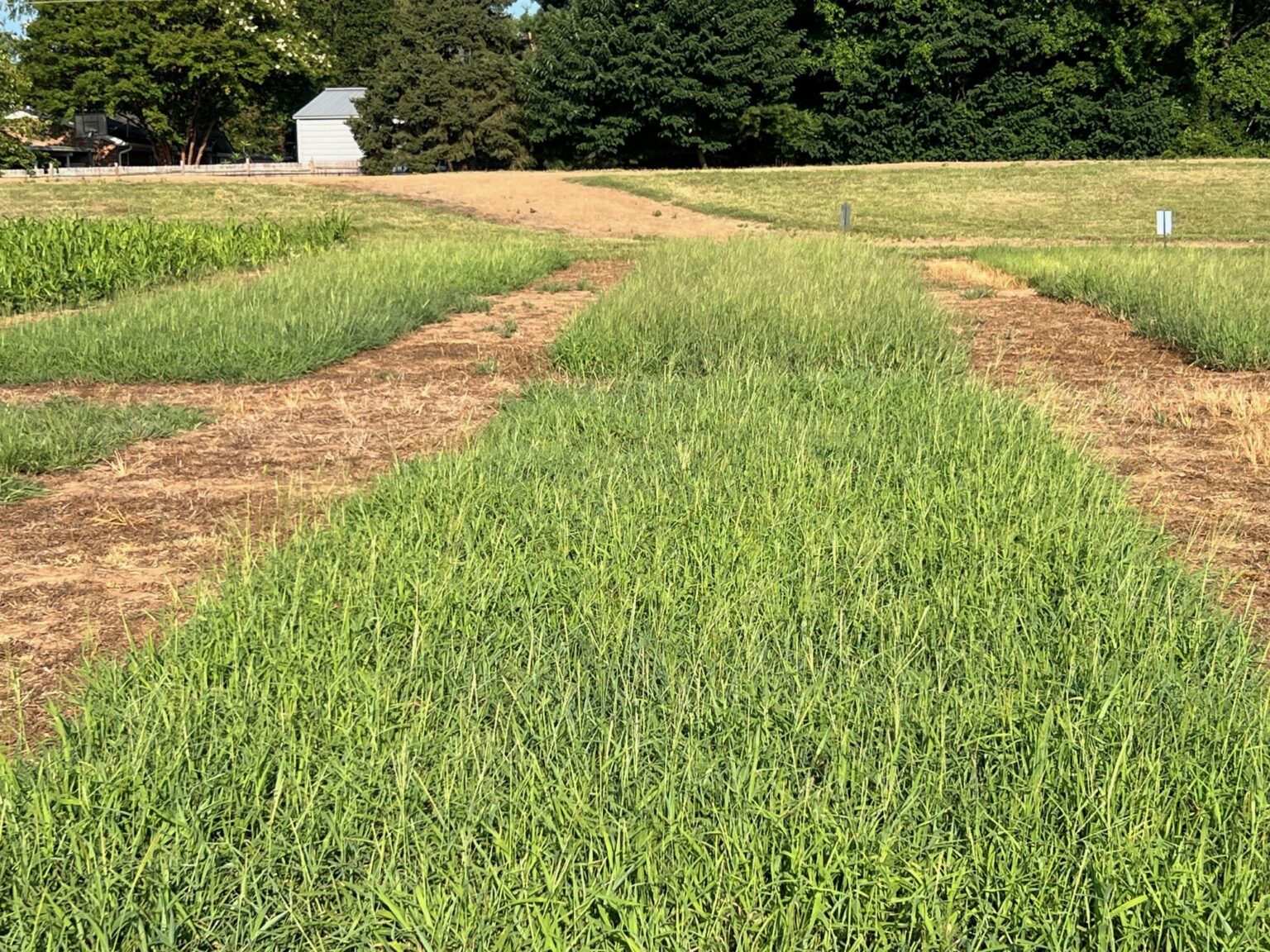 Forage Plot Demonstration Area | Rutherford County