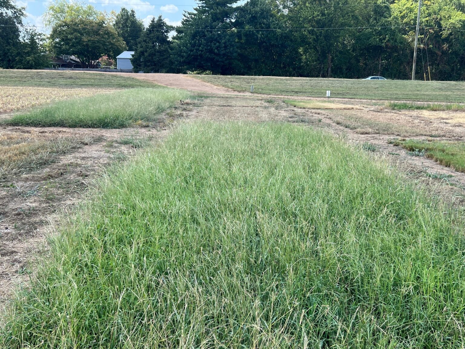 Forage Plot Demonstration Area | Rutherford County