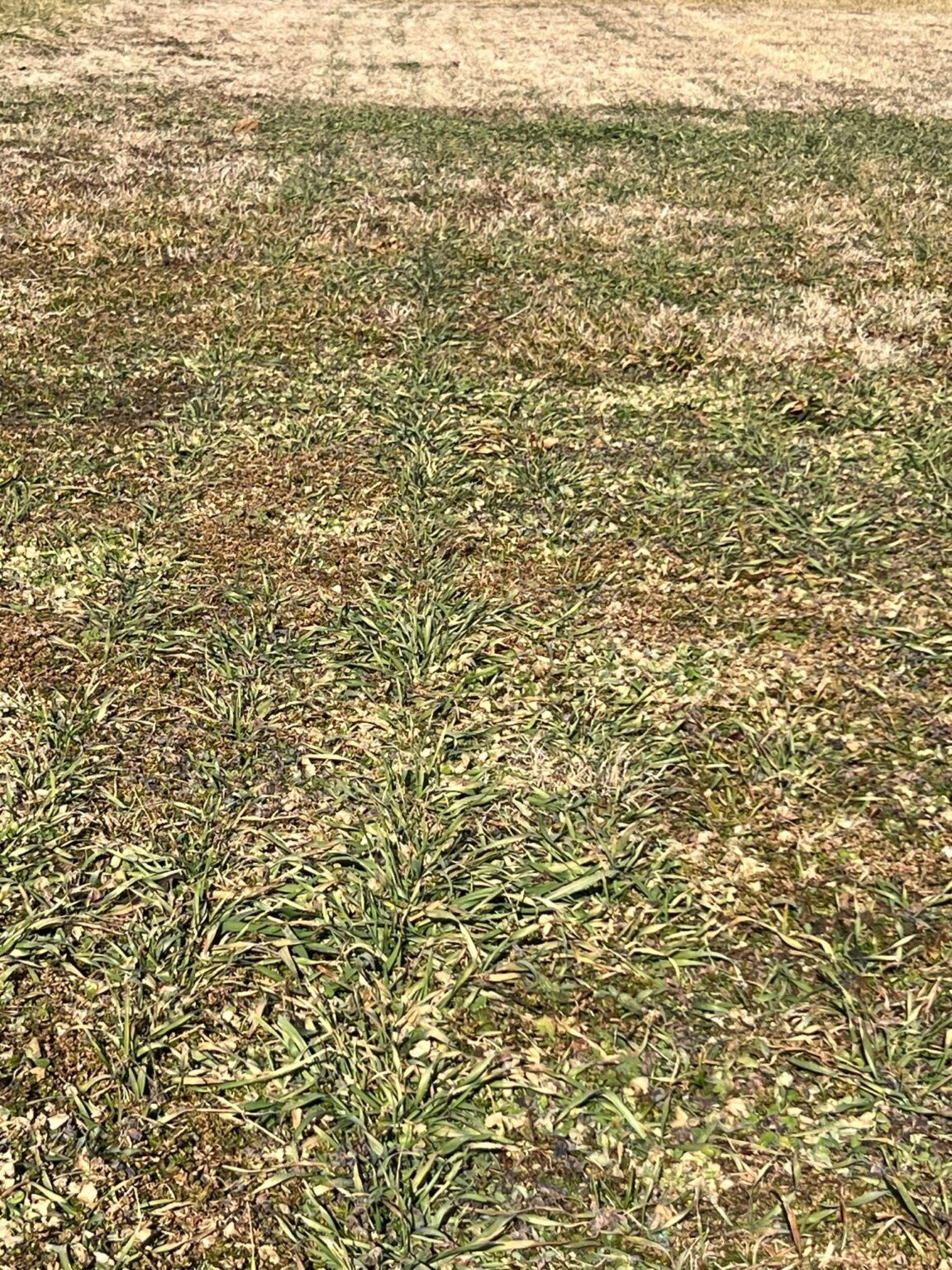 Forage Plot Demonstration Area | Rutherford County